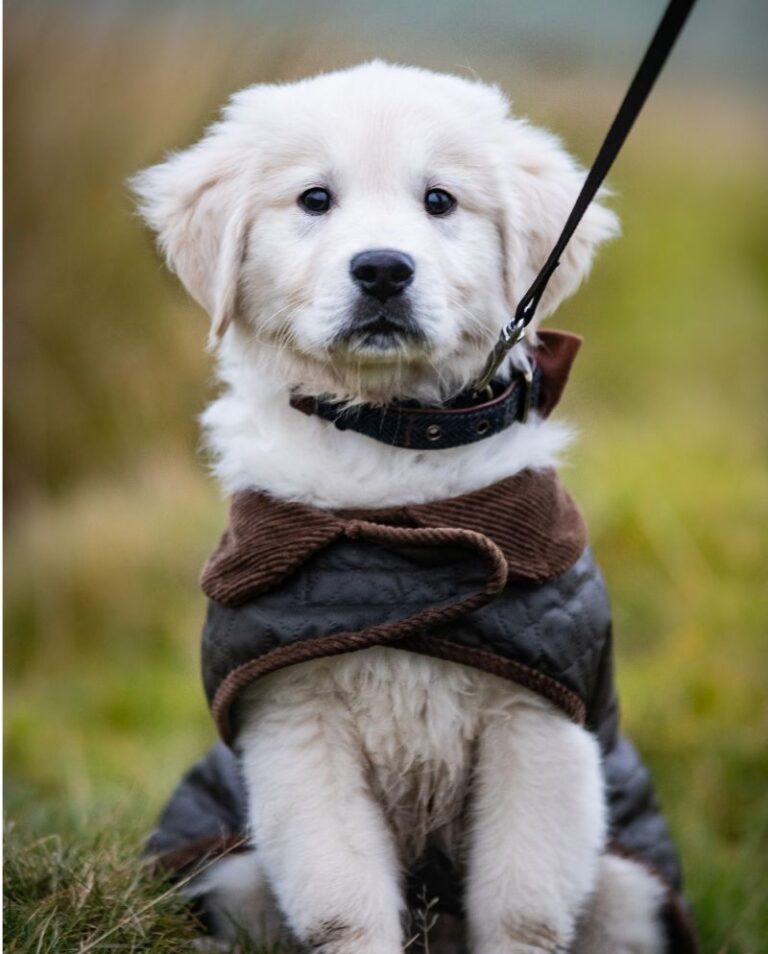 5 Things to Know for National Pet ID Week - Keep Your Pet Safe